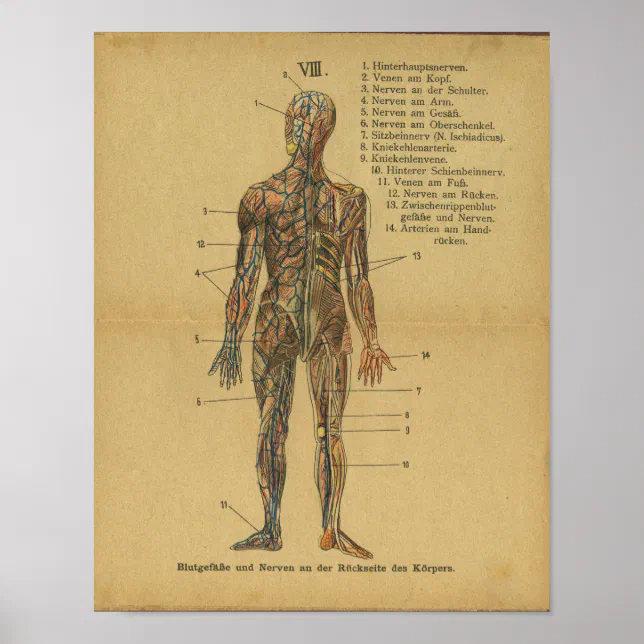 Vintage German Anatomy Print Arteries Nerves | Zazzle