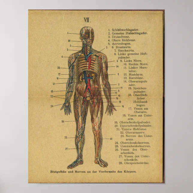 Vintage German Anatomy Print Arteries Nerves | Zazzle
