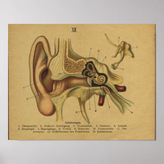 Vintage German Anatomy Print Ear | Zazzle