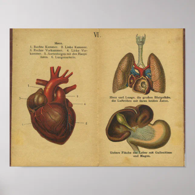 Vintage German Anatomy Print Internal Organs | Zazzle