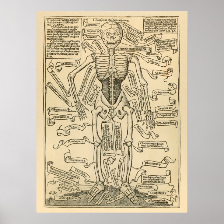 Vintage German Anatomy Print of Bones Skeleton | Zazzle