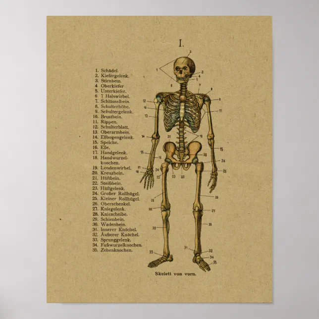Vintage German Anatomy Skeleton Print | Zazzle