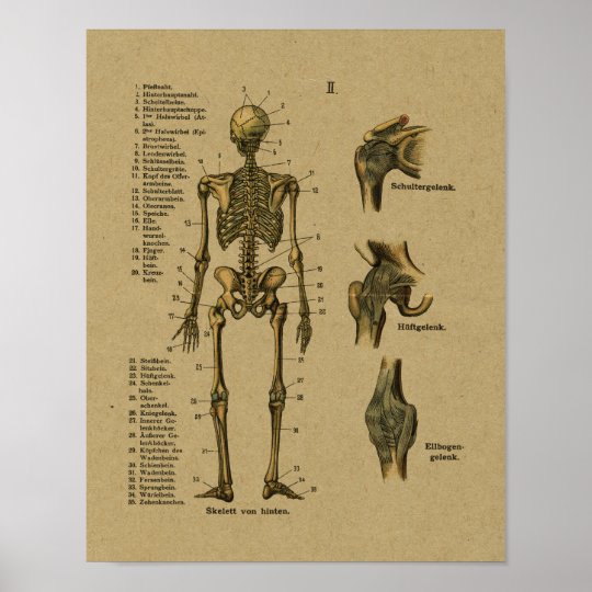 Vintage German Anatomy Skeleton Print | Zazzle.com