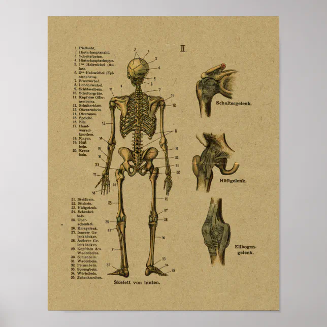 Vintage German Anatomy Skeleton Print | Zazzle
