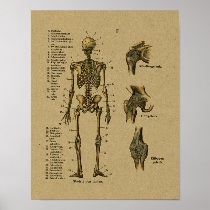 Vintage German Anatomy Skeleton Print | Zazzle.com