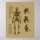 Vintage German Anatomy Skeleton Print | Zazzle