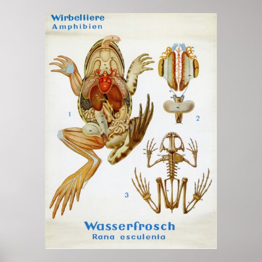 Vintage German Frog Dissection Chart | Zazzle.com