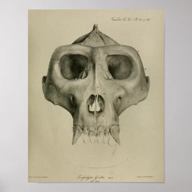 Vintage Gorilla Skull Anatomy Print Veterinary | Zazzle
