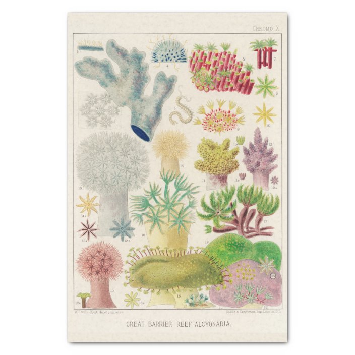 Vintage Great Barrier Reef of Australia Alcyonaria Tissue Paper ...