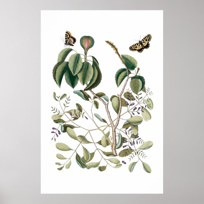 vintage green botanical poster | Zazzle.com