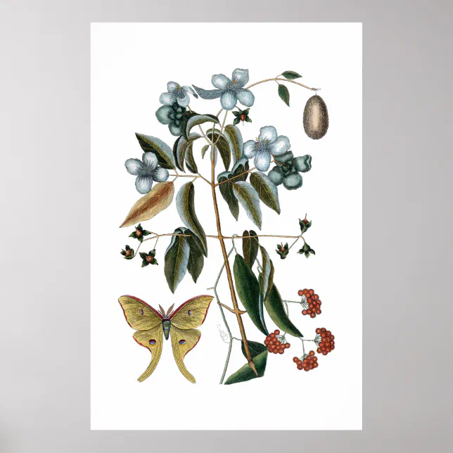 Vintage green botanical poster | Zazzle