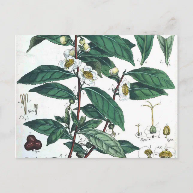 Vintage Green Tea Botanical Print Postcard | Zazzle