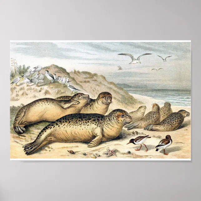 Vintage Harbor Seals Illustration Poster | Zazzle
