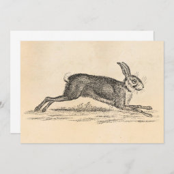 Vintage Hare Bunny Rabbit 1800s Illustration | Zazzle