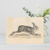 Vintage Hare Bunny Rabbit 1800s Illustration | Zazzle