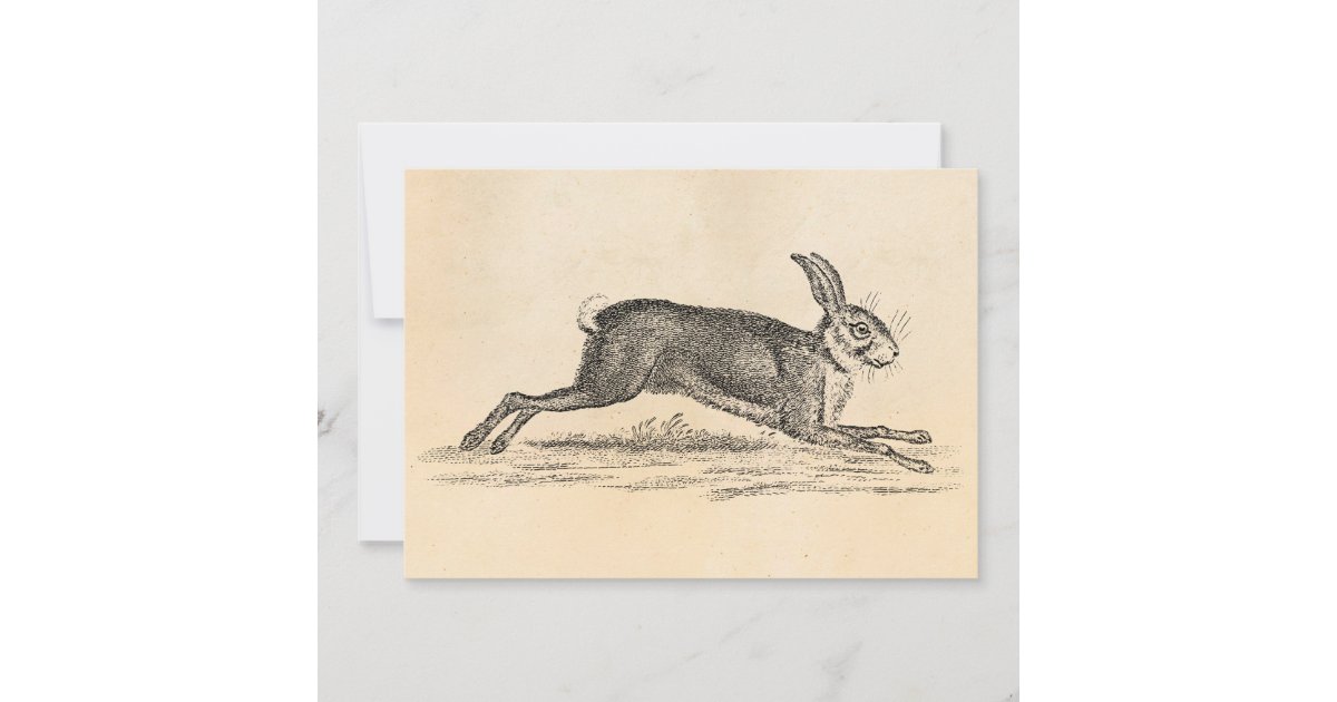 Vintage Hare Bunny Rabbit 1800s Illustration | Zazzle