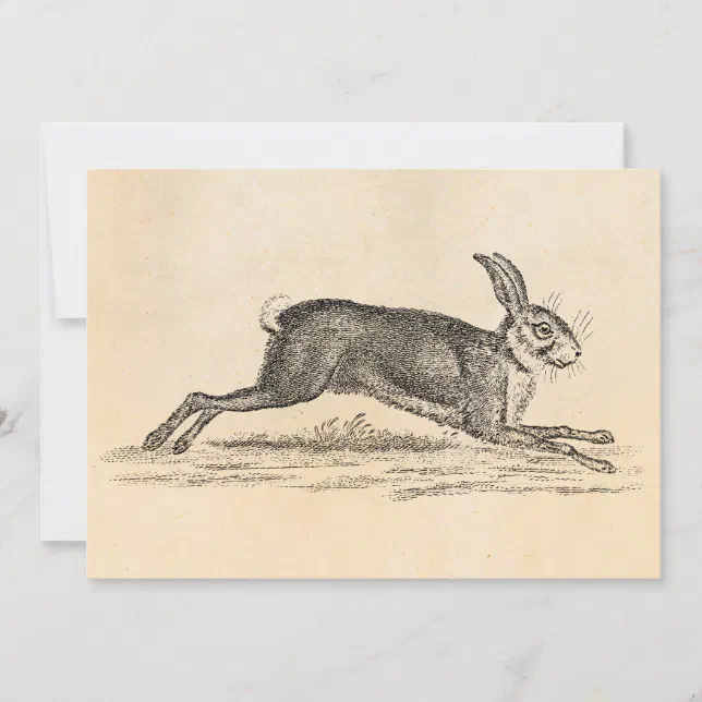 Vintage Hare Bunny Rabbit 1800s Illustration | Zazzle