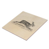 Vintage Hare Bunny Rabbit 1800s Illustration Ceramic Tile | Zazzle