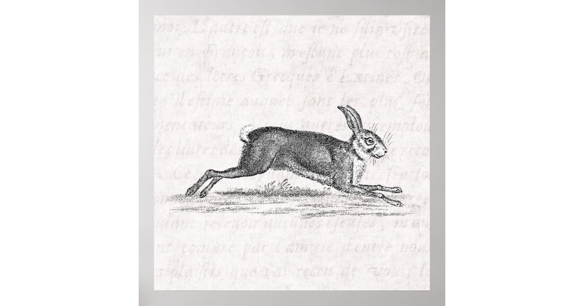 Vintage Hare Bunny Rabbit 1800s Illustration Poster | Zazzle