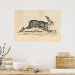 Vintage Hare Bunny Rabbit 1800s Illustration Poster | Zazzle