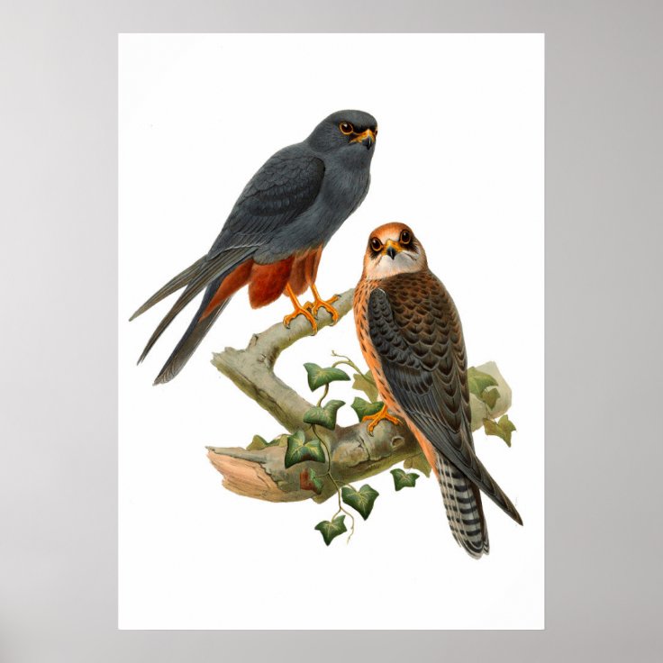 Vintage Hawks Poster | Zazzle