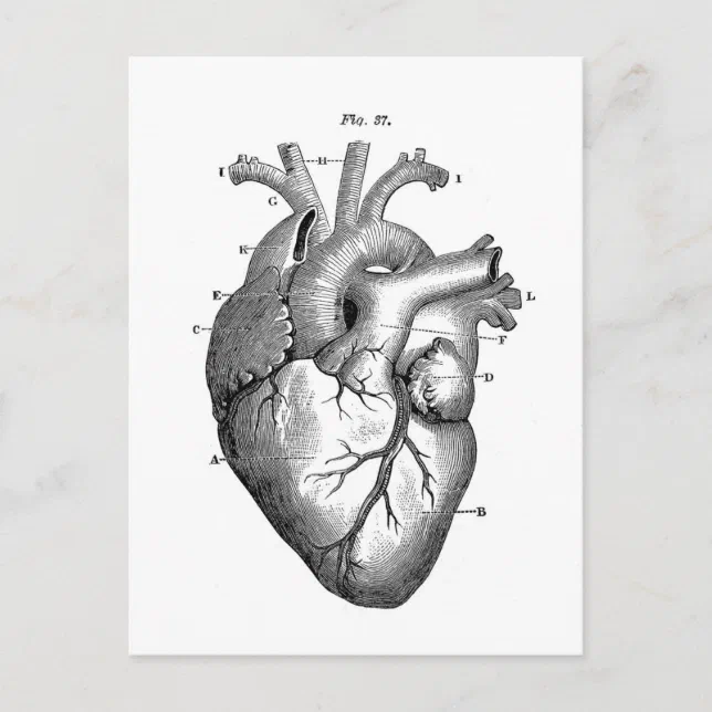 Vintage Heart Anatomy | Customizable Postcard | Zazzle