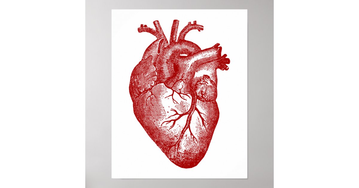 Vintage Heart Anatomy Poster | Zazzle