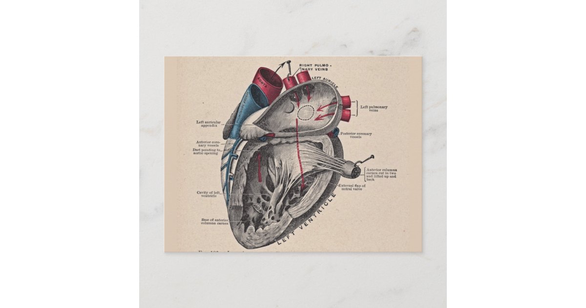 Vintage Heart Cardiovascular system anatomy Postcard | Zazzle