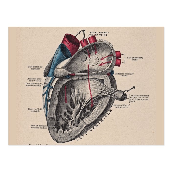 Vintage Heart Cardiovascular system anatomy Postcard | Zazzle.com