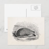 Vintage Hedgehog 1800s Hedgehogs Illustration Postcard | Zazzle