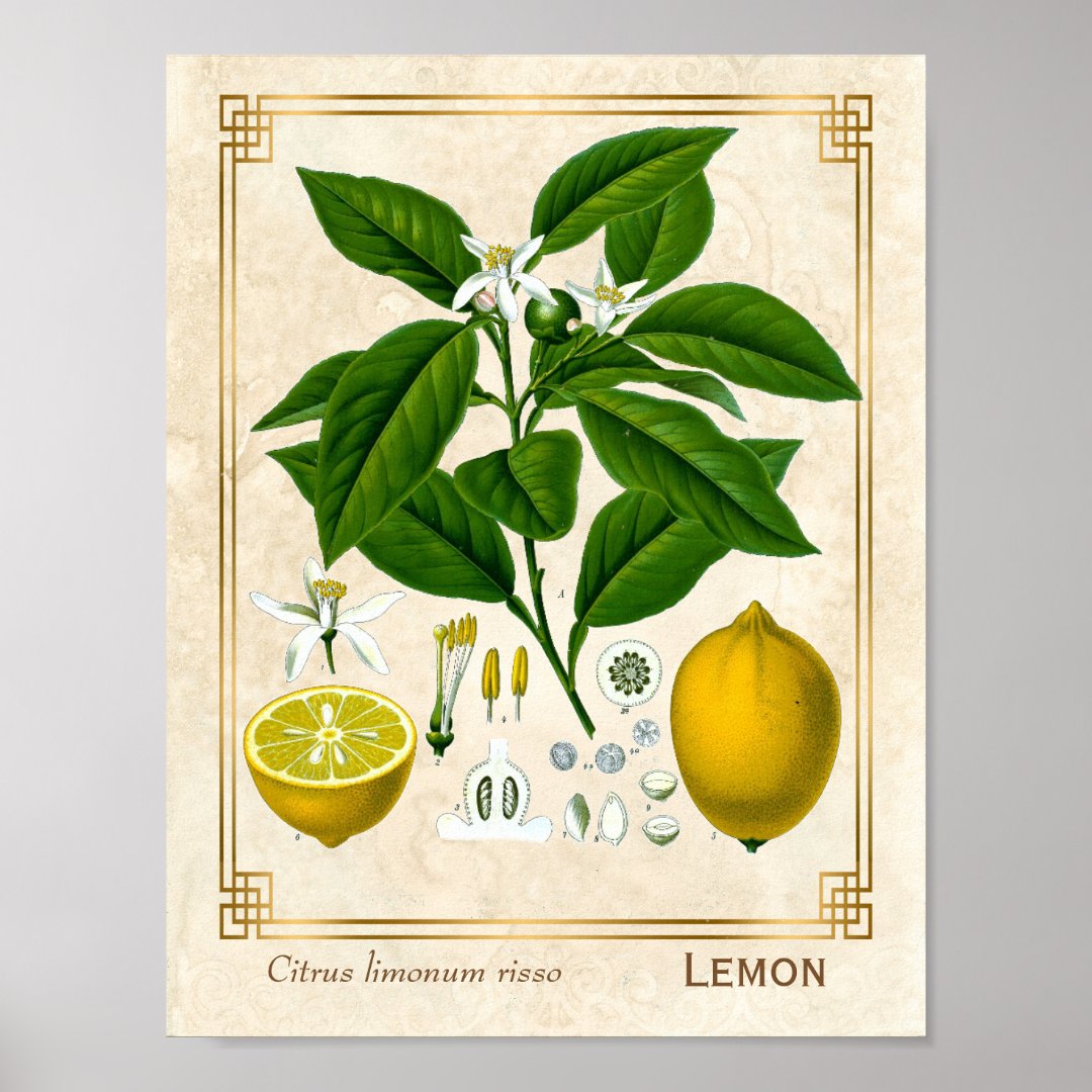 Vintage Herbal Plant Lemon Fruit Botanical Art Poster | Zazzle