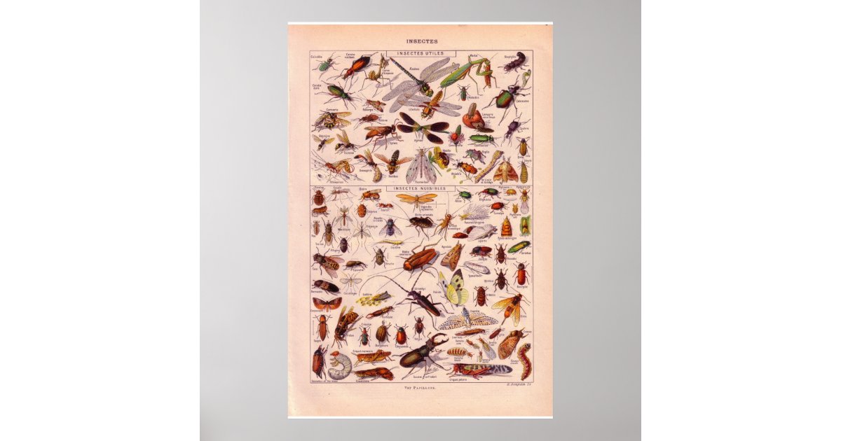 VIntage historic 1920 Insects Poster | Zazzle
