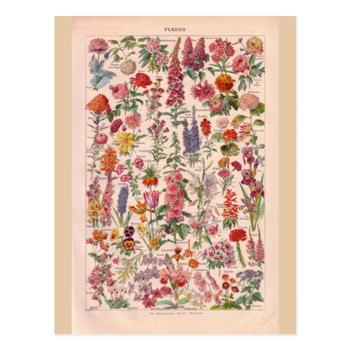 Vintage historic Flowers Postcard | Zazzle.com