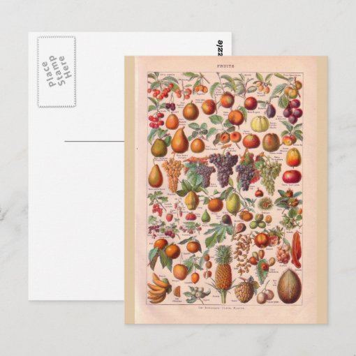 Vintage historic fruit postcard | Zazzle