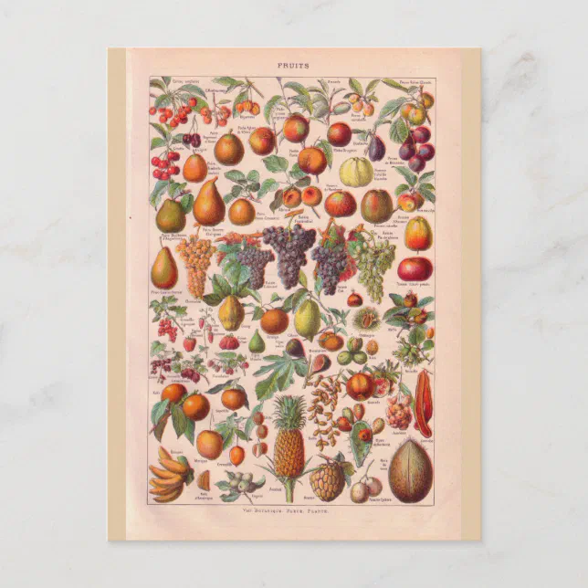 Vintage historic fruit postcard | Zazzle
