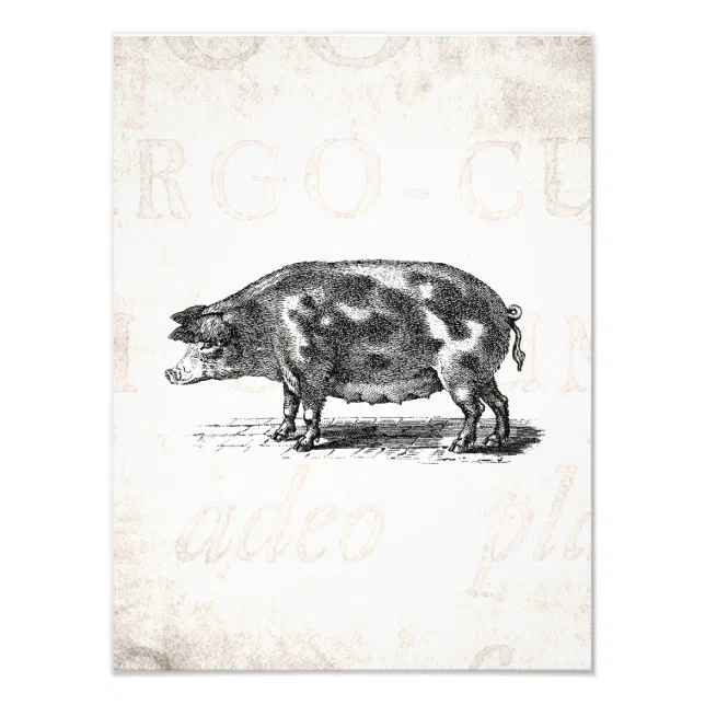 Vintage Hog Illustration on Old Paper 1800s Pig Photo Print | Zazzle