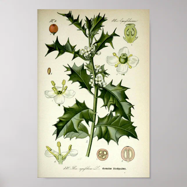 Vintage Holly Botanical Art Poster | Zazzle