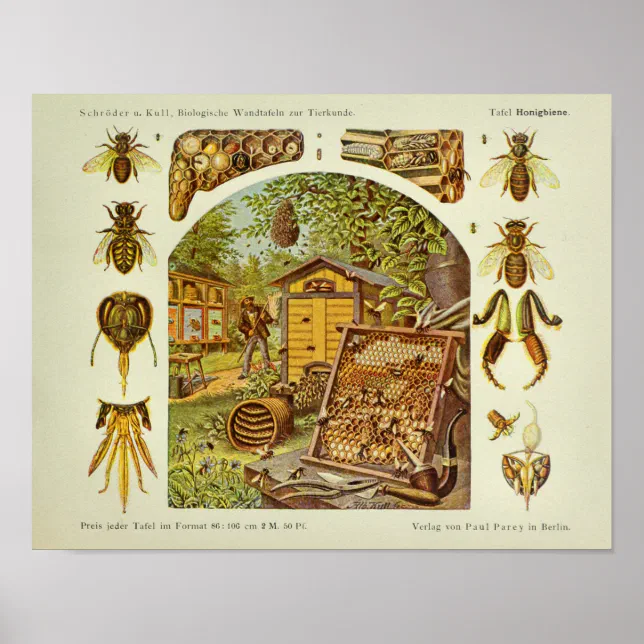 Vintage Honey Bee Anatomy Beekeeper Art Print | Zazzle