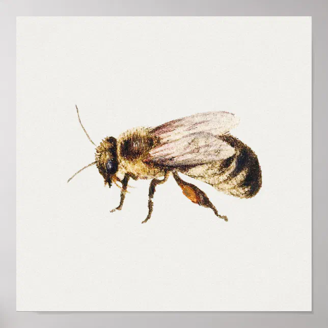 Vintage Honey Bee Illustration Poster | Zazzle