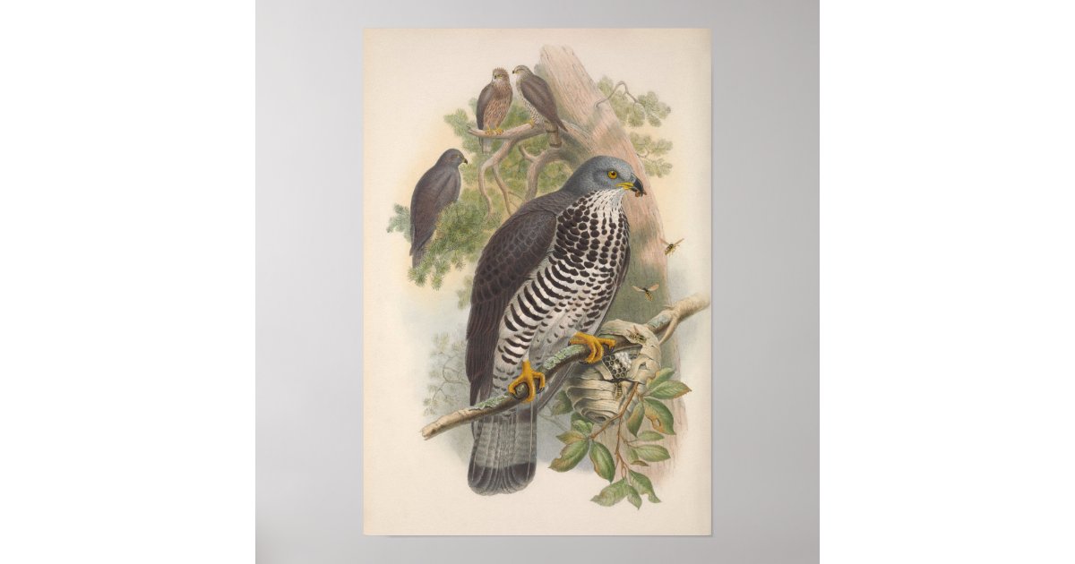 Vintage Honey Buzzard Bird Poster | Zazzle
