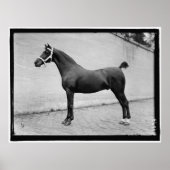 Vintage Horse Poster | Zazzle