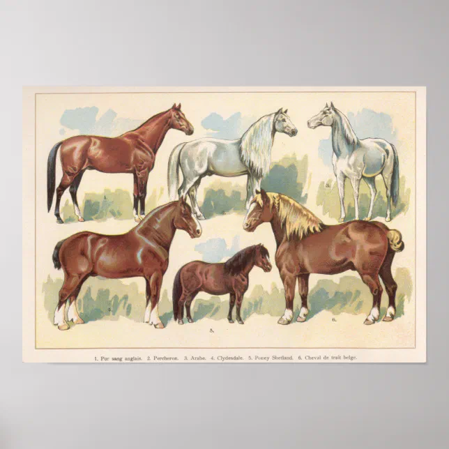 Vintage Horses Poster | Zazzle
