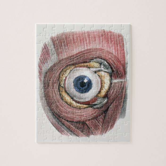 Vintage Human Anatomy, Eyeball Eye with Muscles Jigsaw Puzzle | Zazzle.com
