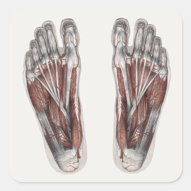 Vintage Human Anatomy Footprint Podiatry Feet Square Sticker | Zazzle