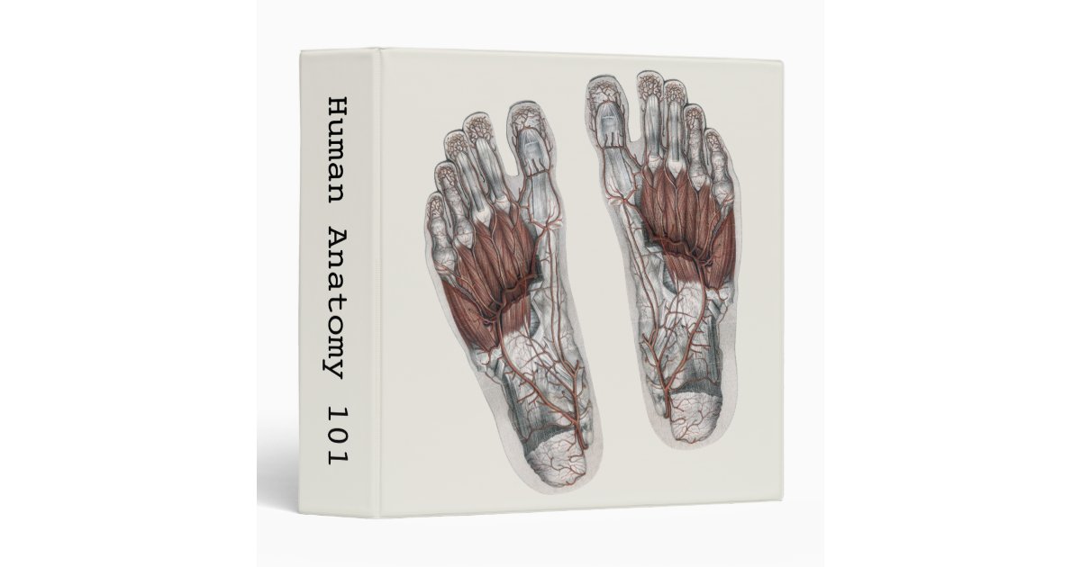 Vintage Human Anatomy Footprint Podiatry Foot 3 Ring Binder | Zazzle