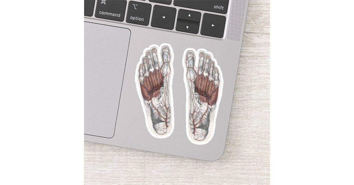 Vintage Human Anatomy Footprint Podiatry Foot Sticker | Zazzle