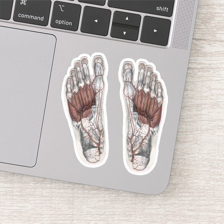 Vintage Human Anatomy Footprint Podiatry Foot Sticker | Zazzle