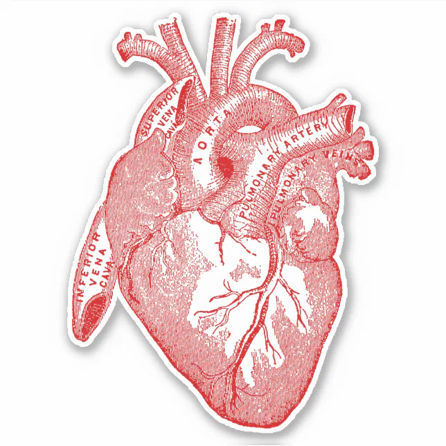 Vintage Human Anatomy Heart Sticker | Zazzle