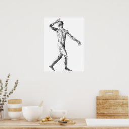 Vintage Human Anatomy, Male Body Muscles Poster | Zazzle