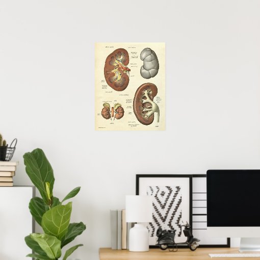 Vintage Human Anatomy Print Kidney | Zazzle